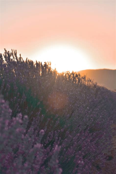 집 밖의 갈색 모자 경치 고요한 골든 아워 긍정적 에너지 꽃 꽃다발 꽃이 피는 노란 모자 녹지 농업 농촌 풍경 들판 따뜻한 빛 라벤더 라이프