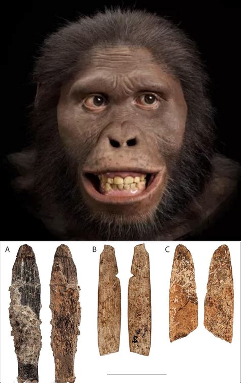 What Is “australopithecus” And How It Is Connected To The Homo