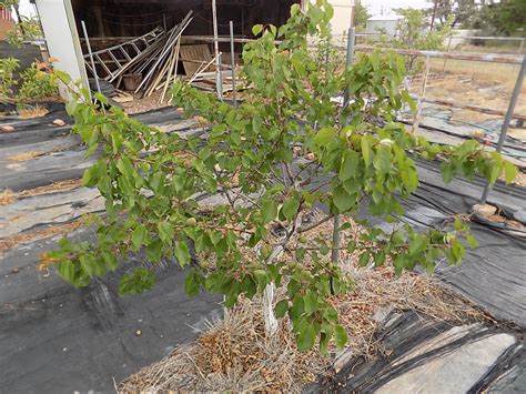Eight Year Old Dwarf Apricot Trees 6ft Tall And Loaded With Fruit