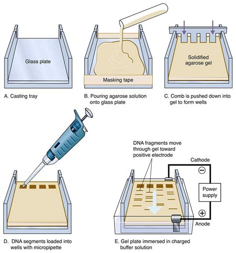 Dsrna Gel Electrophoresis Gel Electrophoresis Of Dna And Rna Vvwsb