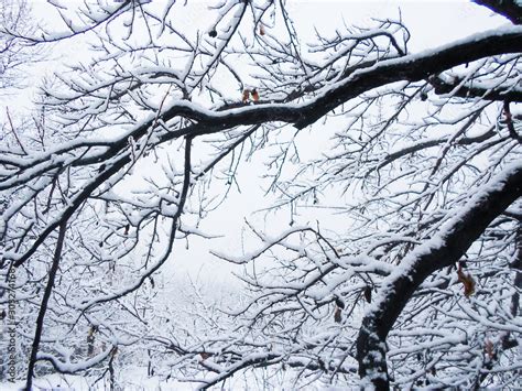 Trees Covered In Heavy Snow In October During The First Snowfall Of The