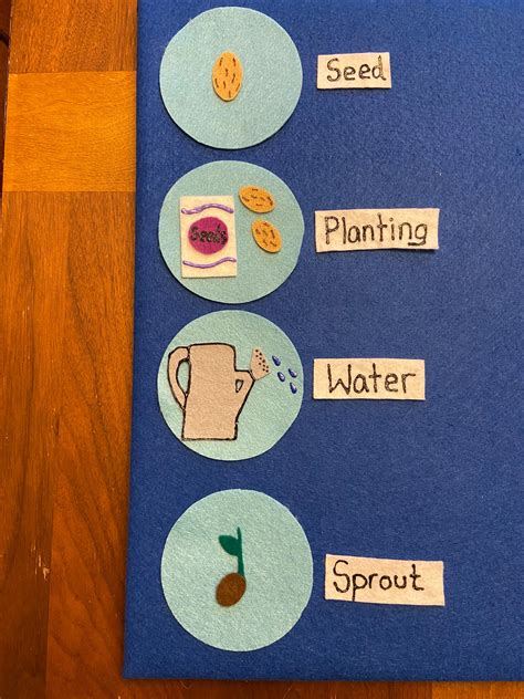 Life Cycle Of A Flower Felt Set Teacher Etsy