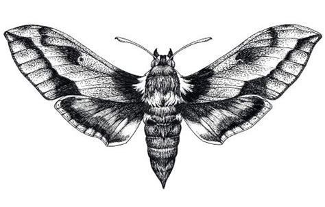 Hand Drawn Butterfly Tattoo Dotwork Tattoo Hummingbird Hawk Moth