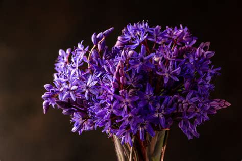 Two Leaf Bilder Durchsuchen 1 076 Archivfotos Vektorgrafiken Und Videos Adobe Stock