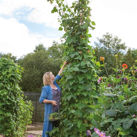 When To Plant Runner Beans Outside Timing Is Key Ideal Home