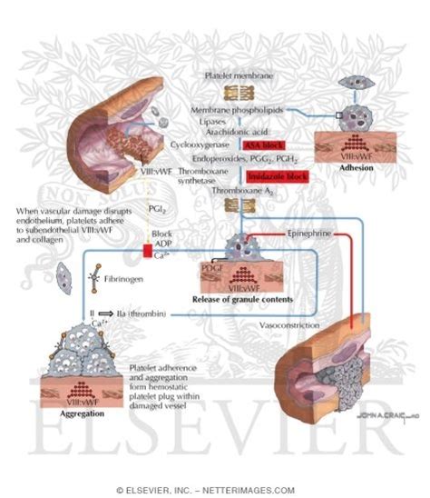 Platelet Adhesion Release And Aggregation