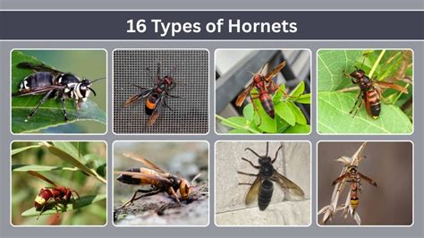 16 Types Of Hornets Identification Habitat Behaviors And Lifecycle