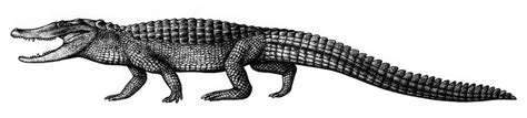 Brachychampsa By Biarmosuchus On Deviantart