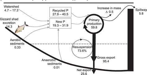 Primary Productivity Diagram