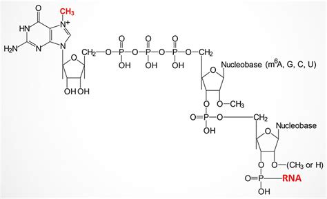 Rna Transcription And Processing The Medical Biochemistry Page