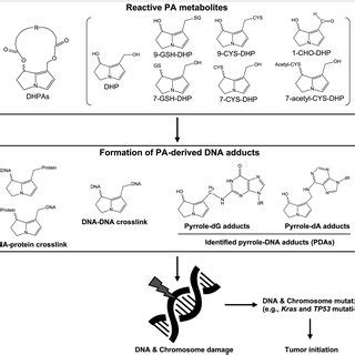Diagram Of PDA Formation And Resulting DNA And Chromosomal Damage As Download Scientific