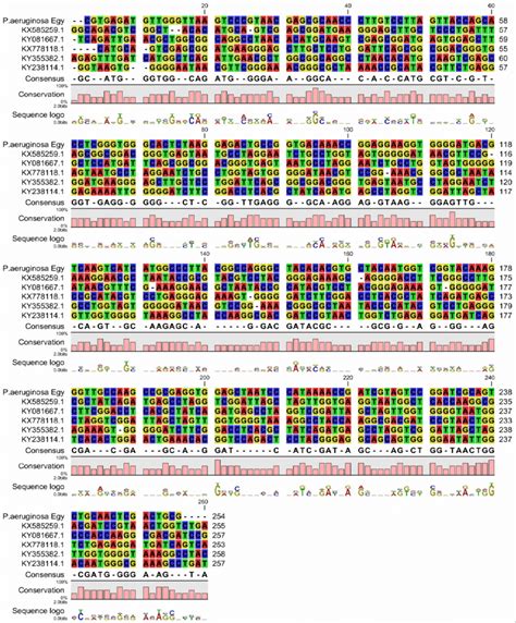 multiple sequence alignment of p aeruginosa partial nucleotide