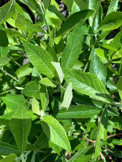 Clethra Einstein Chalet