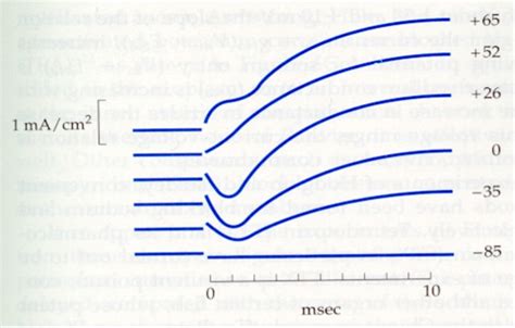 Solved Explain What A Voltage Clamp Is Provide An Chegg Com