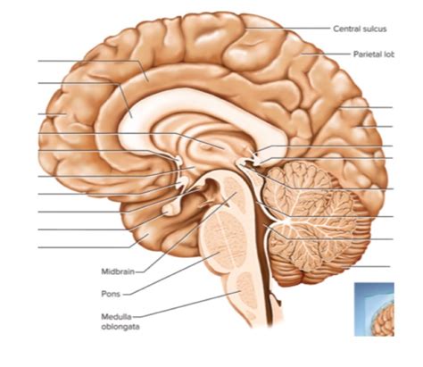 Diencephalon Picture Diagram Quizlet