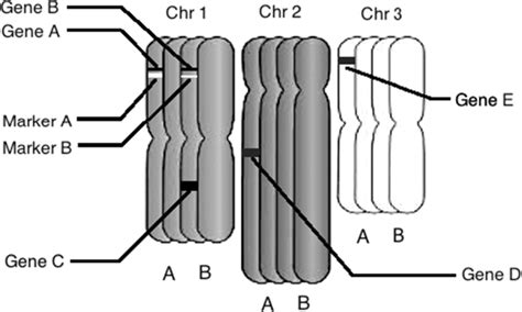 Illustration Of Homoeologous Genes Paralogous Genes And Genetic Download Scientific Diagram