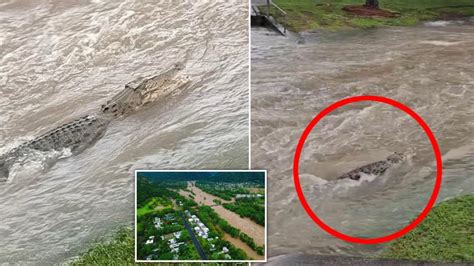 Crocodiles Seen Swimming Through Streets During Flooding Where People