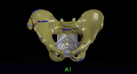 Archivo Stl Clasificaciones De Fracturas De Pelvis Modelo 3d・modelo