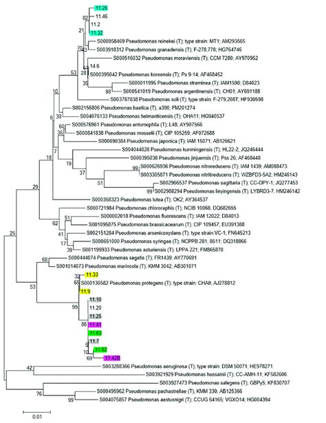 Phylogenetic Tree Showing Relationships Between Pseudomonas Sp