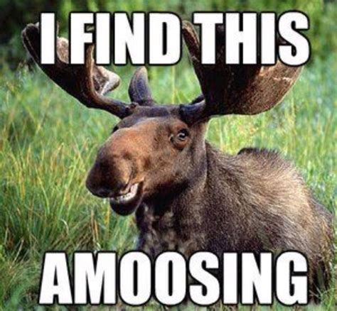Funny Picture No Funny Picture No
