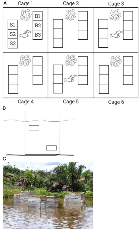 Figure 1 From Effects Of Turbidity And Introduced Tilapia Oreochromis Spp On Macrophytes And