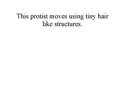 Bacteria Viruses Protist Function Structure Bacteria Function Structure