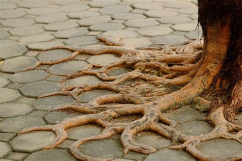 Tree Root System Impact On Concrete And Foundation Part 1 Lift Right Concrete