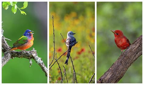 Houston Bird Watching 8 Species To Look For In Spring