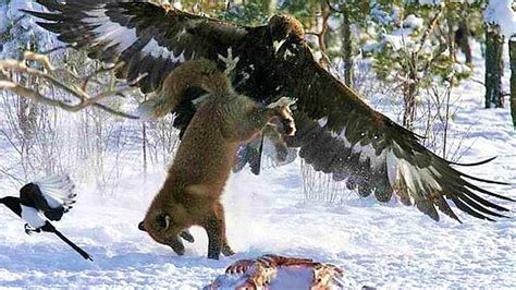Golden Eagle Attacks Human