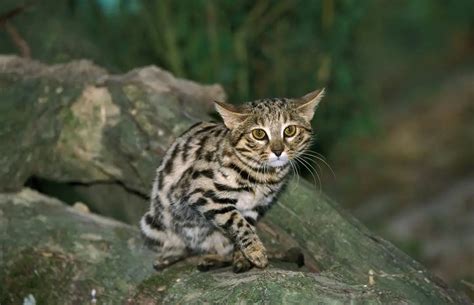 Black Footed Cat Species Data Conservation Facts Photos