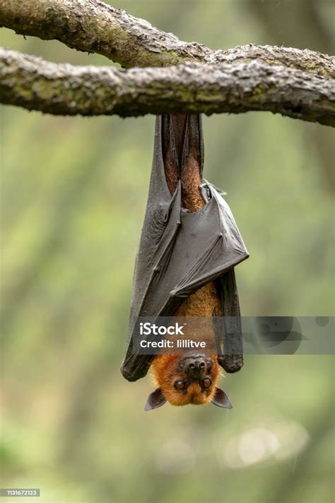 Rubah Terbang Melayu Besar Pteropus Vampyrus Kelelawar Tergantung Di Cabang Foto Stok Unduh