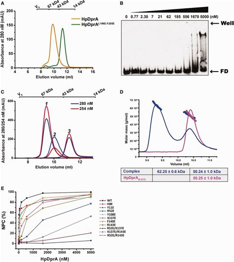 Ssdna Binding And Chromatographic Analyses Of Hpdpra And Its Mutants