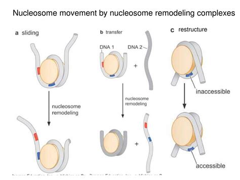 Ppt Chromosomes Chromatin And The Nucleosome Powerpoint