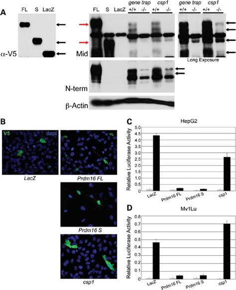 The Csp1 And Prdm16 Gt683lex Mutations Are Loss Of Function Alleles