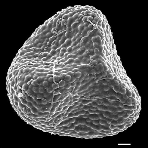 Lygodium Microstachyum Lygodiaceae