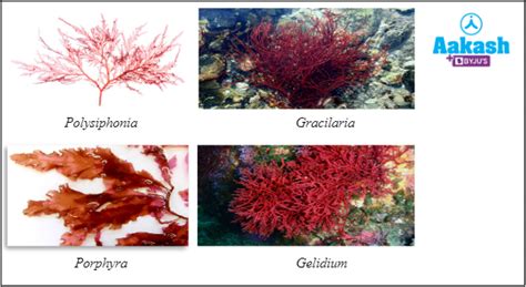 Algae And Fungi In Biology Definition Types And Importance Aesl
