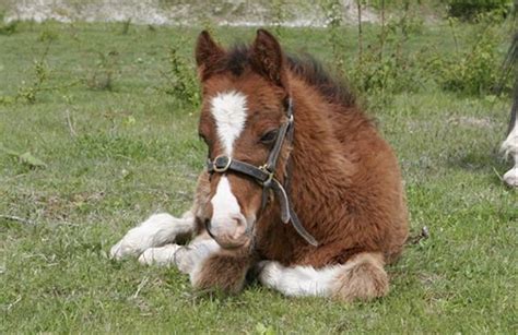 Vaccine Mod Rhodococcus Equi Hos Føl