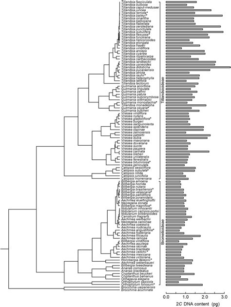 Phylogenetic Tree Of Combined Cpdna Dataset Matk Trnl F Of Bromeliad