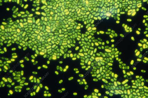 Lm Of Pasteurella Multocida Bacterium Stock Image B220 0992