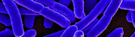 E Coli