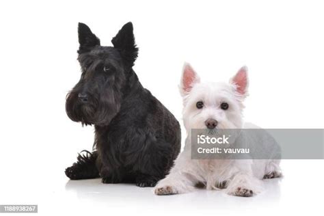 사랑스러운 웨스트 하이랜드 화이트 테리어와 스코틀랜드 테리어 0명에 대한 스톡 사진 및 기타 이미지 0명 개 개과 Istock