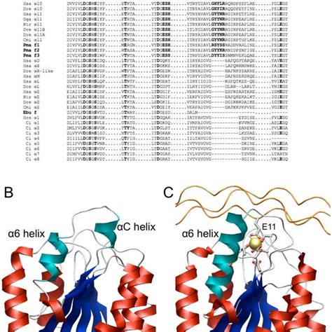 Key Features Of The Integrin αi Domain A Alignment Of Representative