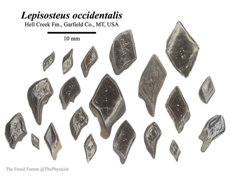 Gar Scales Cretaceous The Fossil Forum
