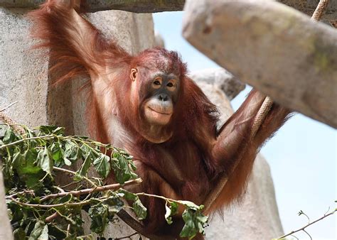 Primate Problem Solving And Reintroduction A Conversation With Dr Ben