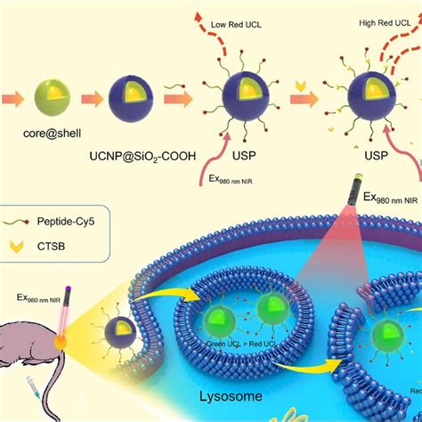 The Schematic Representation Of Usp For Ctsb Activity Detection
