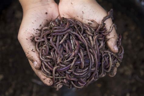 How To Get Started Designing Your Own Vermicomposting System Thatbackyard