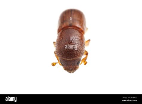 Xyleborus Pubescens A Bark Beetle Which Attacks Pine Pinus Spp