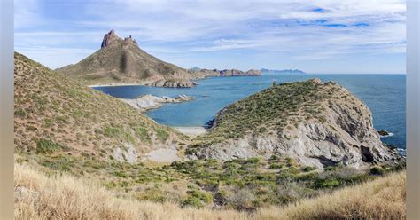 Paper Shows Multi Technique Approach Best For Controlling Invasive