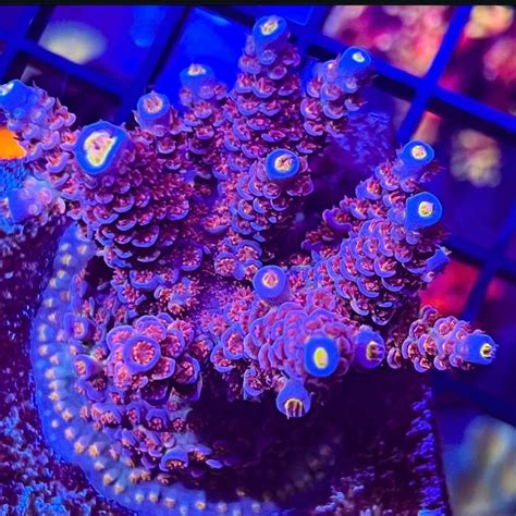 Ska Jackpot Defugiums Reef