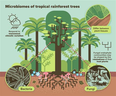 Divergent Rainforest Tree Microbiomes Between Phases Of The Monsoon